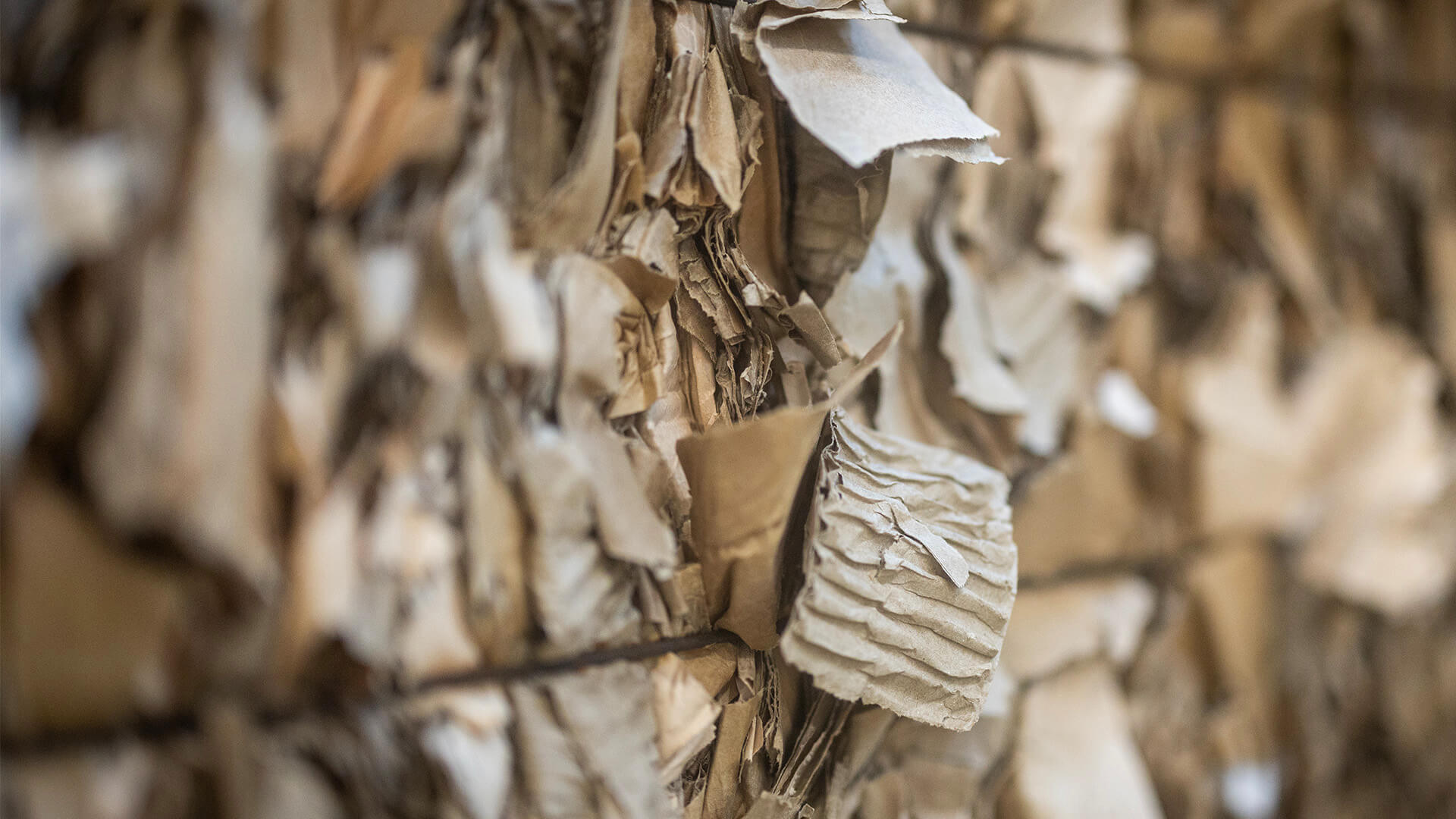 What is Moulded Fibre? | Omni-Pac Group (UK)